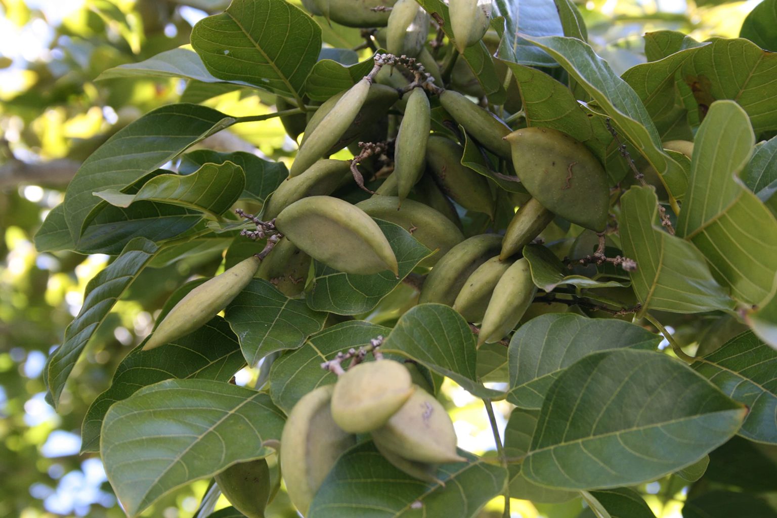 Pongamia Cultivation – GKF Agro