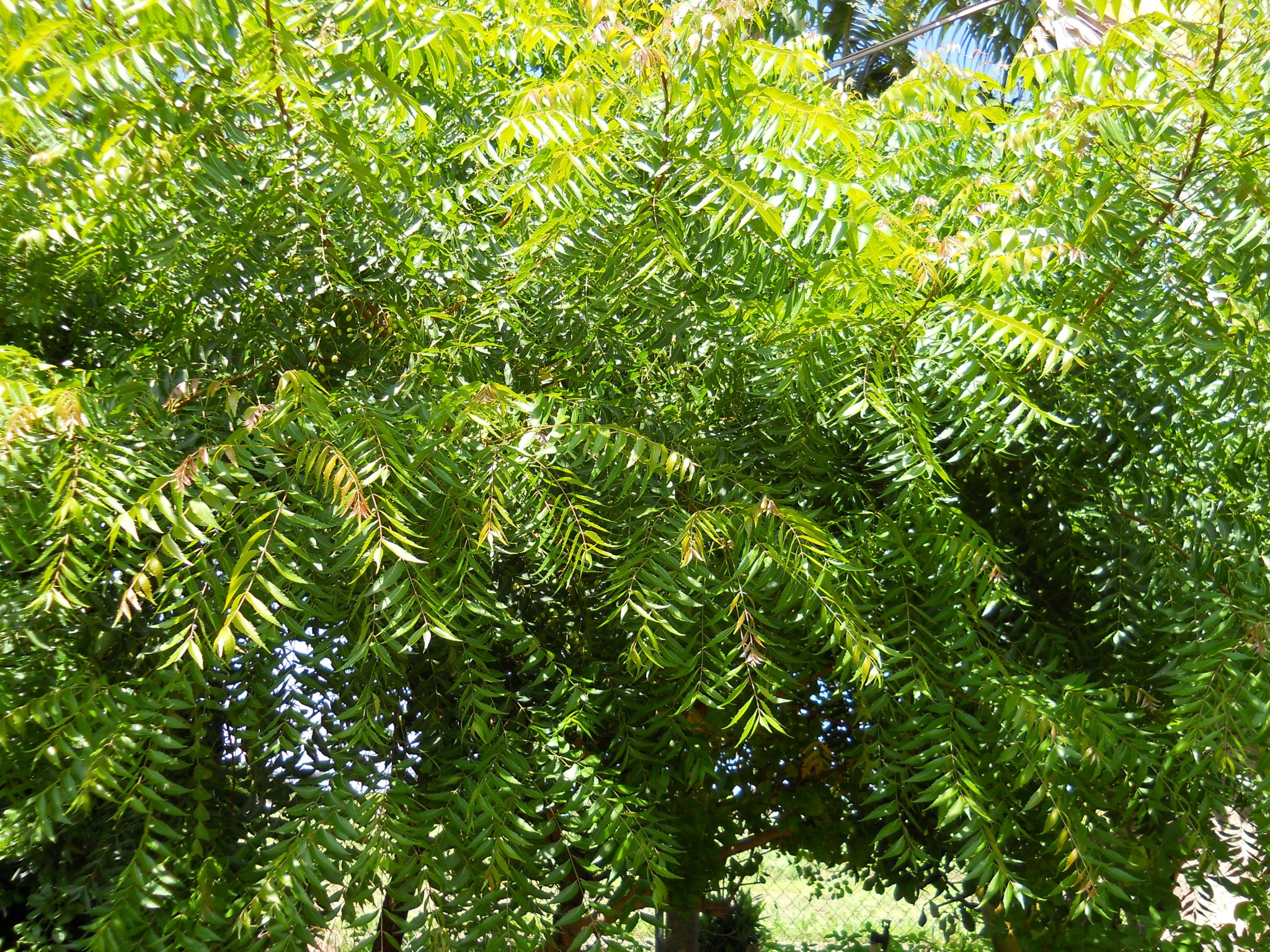 Neemtree Cultivation – GKF Agro